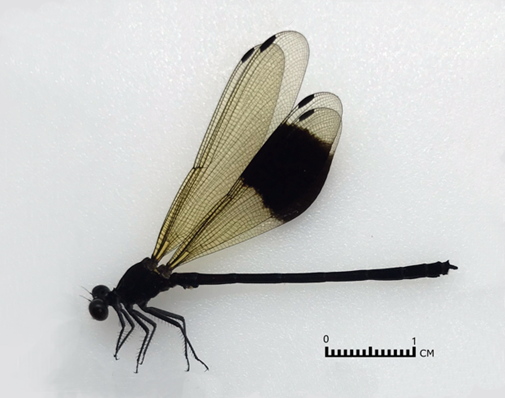 方带溪蟌 Euphaea decorata